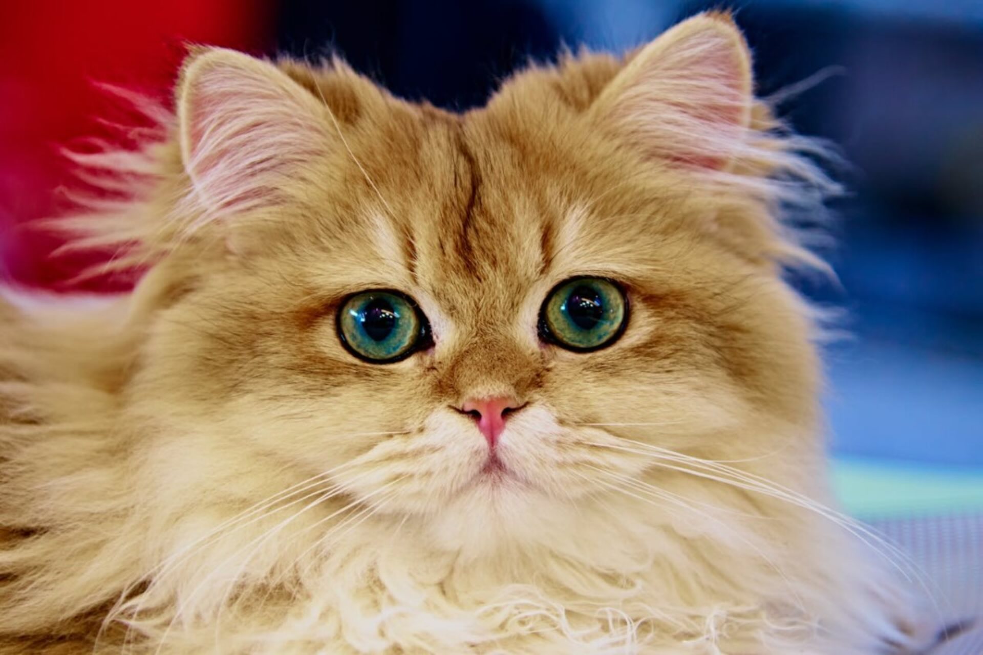 I segreti e i pregi del Mio gatto - Giornale delle Giudicarie